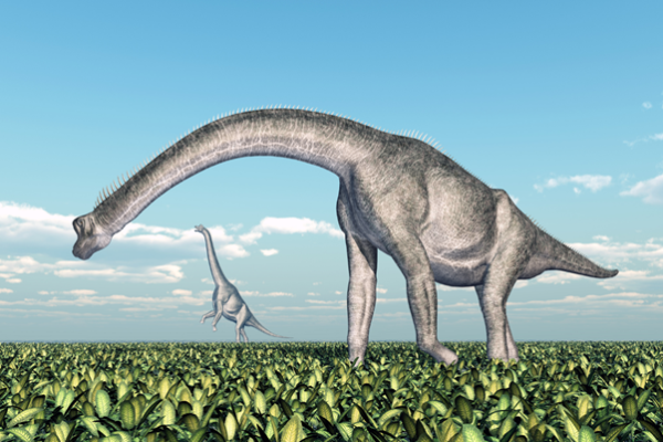 The difference between a Brontosaurus, a Diplodocus and a Brachiosaurus